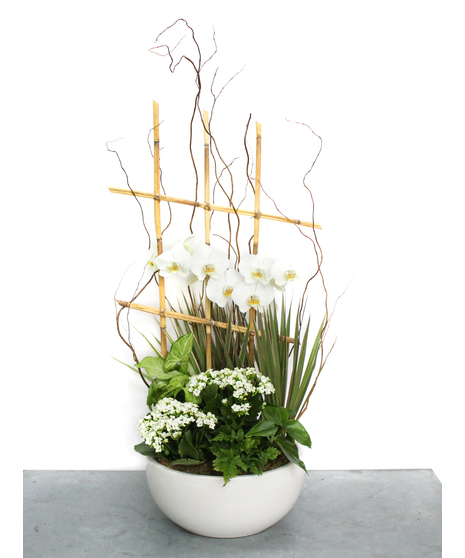 Orchid Expression - Grand Rapids MI Flower Delivery by Eastern Floral