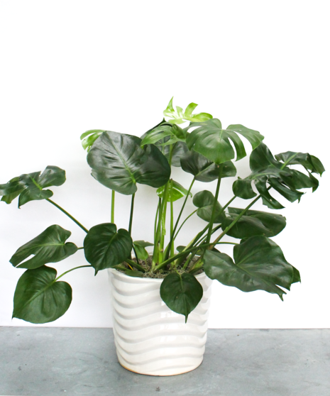 Monstera In Ceramic - Grand Rapids MI Flower Delivery by Eastern Floral